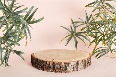 에코 제품의 프리젠 테이션을위한 나무 연단 베이지 색 배경에 천연 나무로 만든 쇼케이스 Championship에 대한 스톡 사진