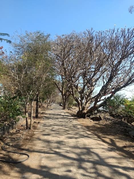 Premium Photo Road Between The Trees On Both Sides