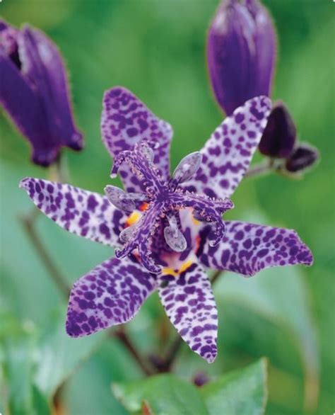 Toad Lily Purple Beauty Shade Loving Perennials Beautiful Flowers