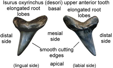 Mako Isurus Shark Facts And Information Including Evolution And Fossil Species