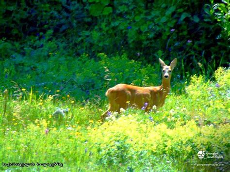 საქართველოს ბილიკებზე Georgian Travel Guide