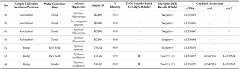 Table 8 Identification And Biotyping Of Pythium Insidiosum