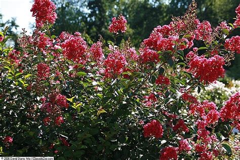 8 Trees With Red Flowers To Grow In Australia Ultimate Backyard