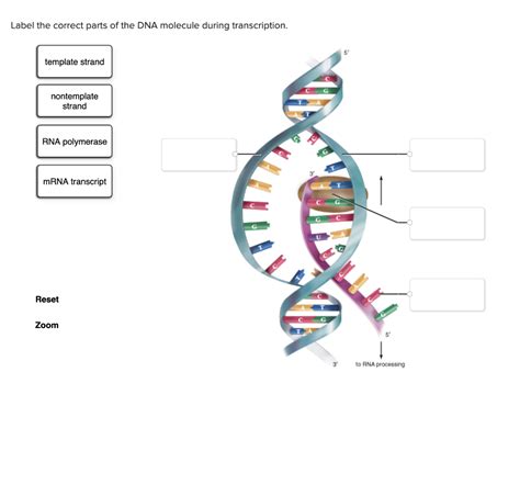 Solved Label The Correct Parts Of The Dna Molecule During