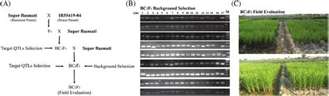 A Schematic Summary Of Procedures For Introgression Of Drought Download Scientific Diagram