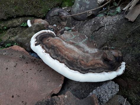 Closeup Of The Ganoderma Applanatum Fungus Or Bracket Fungus That Lives Attached To A Former