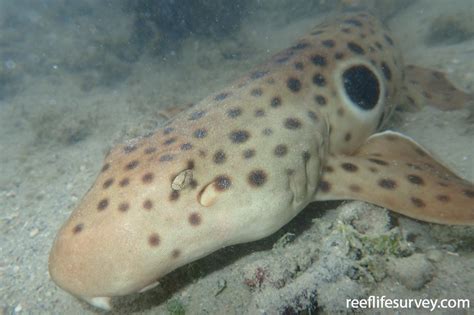 Hemiscyllium Ocellatum Epaulette Shark