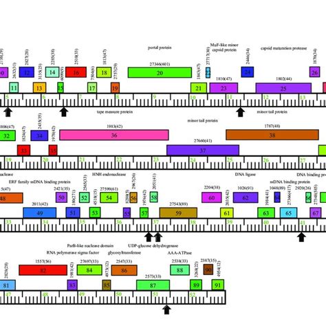 Genomic Organization Of Microbacterium Cluster Eg Phage Oneinagillian