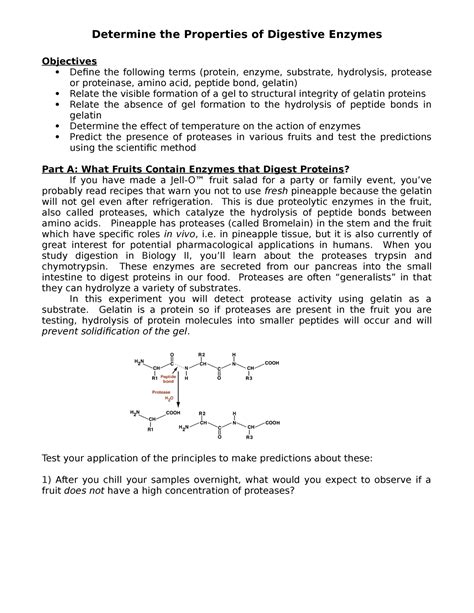 Protocol Fruit Protease F21 Objectives Define The Following Terms Protein Enzyme Substrate