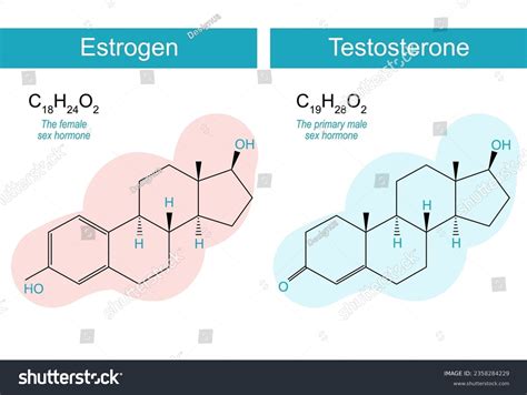 Testosterone Vs Estrogen Structure