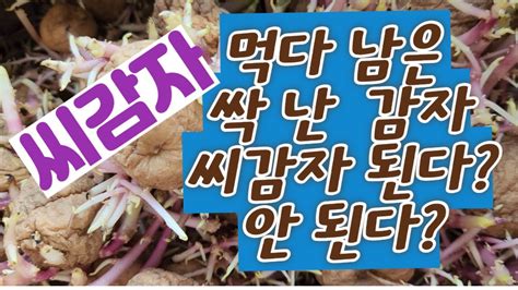 씨감자 먹다 남은 감자 싹이 났다면 어떻게 하나요 씨감자 가능 할까요 Youtube