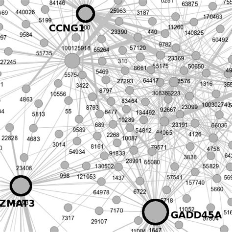 Central Fragment Of A Gene Interaction Network Created As An Download Scientific Diagram