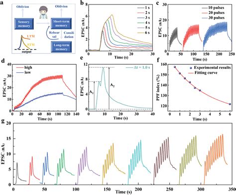 Efficient Carbon‐based Optoelectronic Synapses For Dynamic Visual Recognition Liu 2025