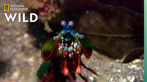 Mantis Shrimp Packs A Punch Predator In Paradise Youtube