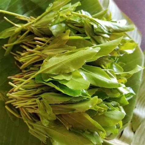 Health Tips Dangers Of Chewing Miraa Khat That You Should Know The Standard News Uganda