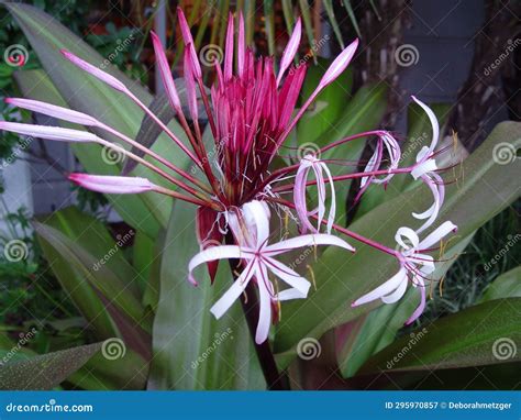 Crinum Asiaticum Poison Bulb Spider Lily Stock Image Image Of Crinum Lily