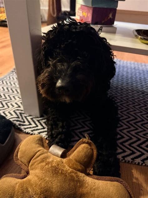 Beautiful 1yr Old Cockerpoo Cockapoo Puppies For Sale In Catford Greater London Cockapoo Owners