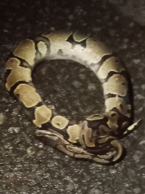 Small Python We Killed Last Night Agriculture Nigeria