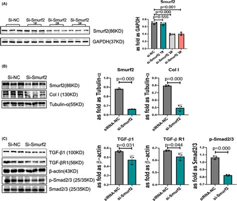 Blocking Smad Ubiquitin Regulatory Factor‐2 Smurf2 Decreases Download Scientific Diagram