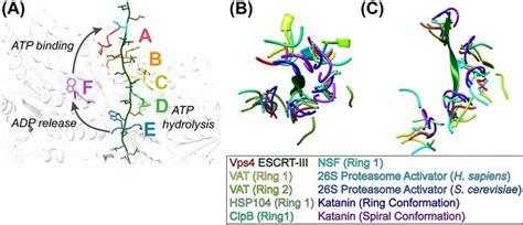 Figures And Data In The Aaa Atpase Vps4 Binds Escrt Iii Substrates Through A Repeating Array Of