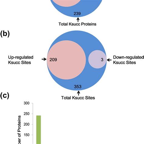 Quantification Of Succinylated Proteins And Sites A Quantification Download Scientific