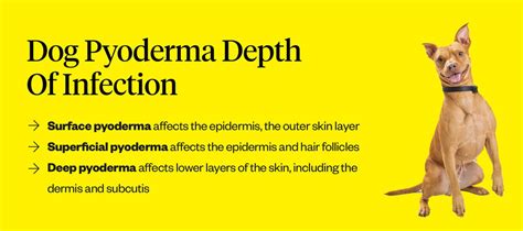 Pyoderma In Dogs Causes And Treatment Dutch Pyoderma In Dogs Causes And Treatment Dutch