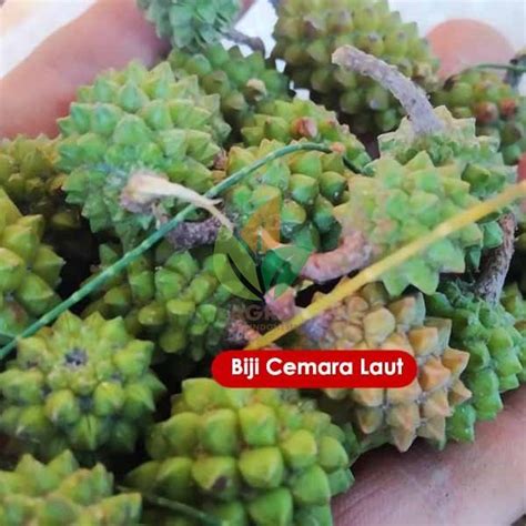 Jual Biji Cemara Laut Glodongan Berkualitas Agro Bibit Id