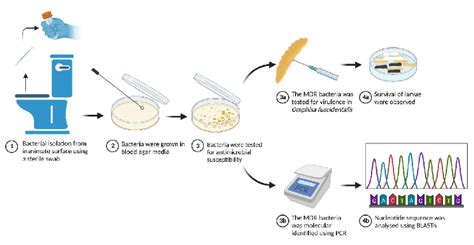 The Schematic Method Of This Study Is Illustrated In This Figure