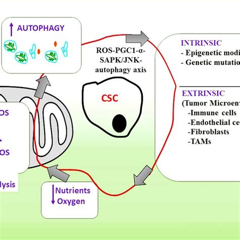 Csc Self Renewal Metabolism And Interaction With The Microenvironment Download Scientific