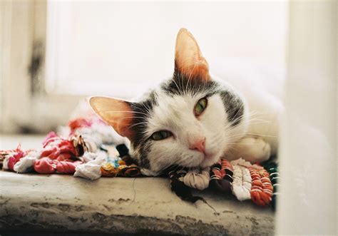 60 Hq Images Causes Of Blepharitis In Cats Scratching And Itching In