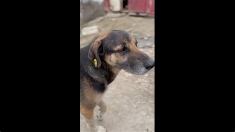 Клык сегодня решил попозировать на камеру Старается как может всё для вас 李 ВКонтакте