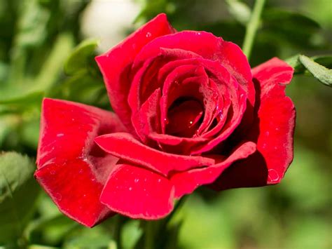 Alecs Red Just Roses Garden Rose Centre