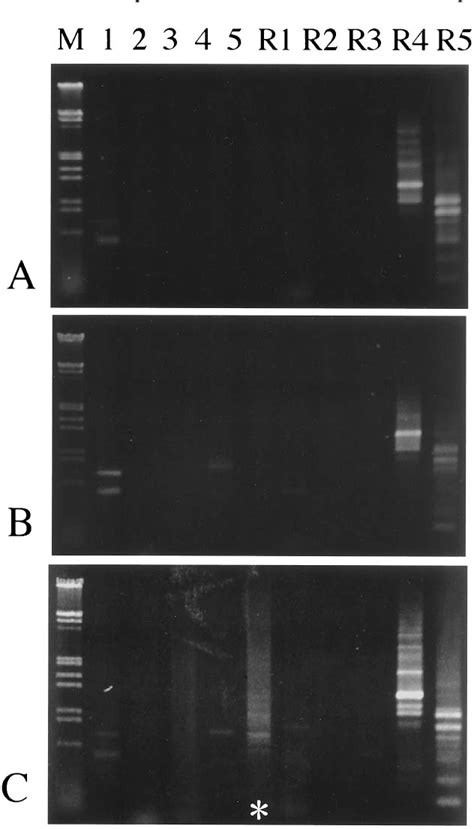 Figure 1 From Molecular Structure Of A Wheat Chromosome End Healed After Gametocidal Gene