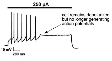 Action Potential Propagation Physiology