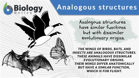 Homologous Vs Analogous Structures