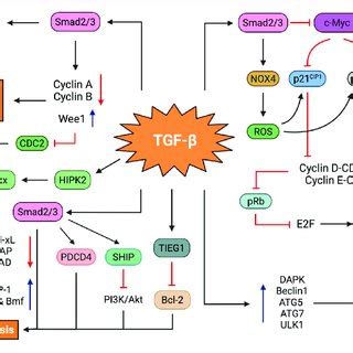 Different strategies targeting TGF β signaling components for cancer Download Scientific