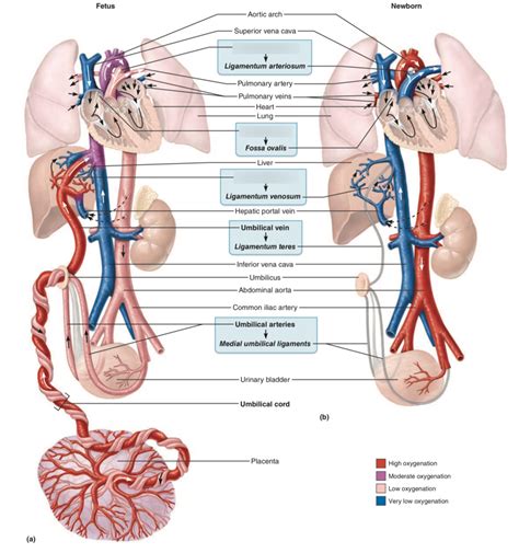 Fetal Circulation Diagram Quizlet