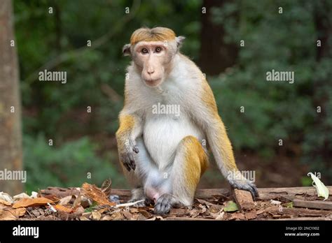 A Funny Looking Monkey Starring Into The Camera It Looks Like It Is