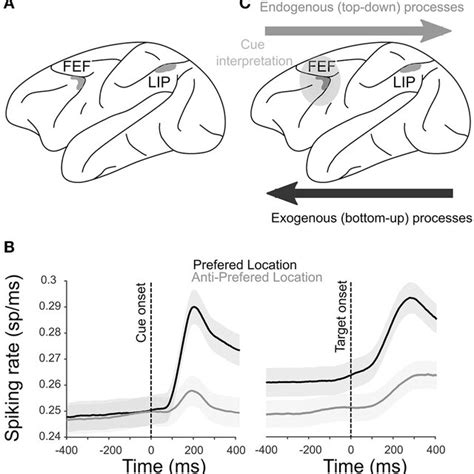 Physiology Of The Attentional System A Anatomical Localization Of Download Scientific