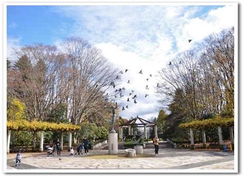 こほろ時間 栃木県中央公園のメタセコイアの紅葉♪