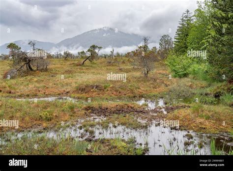 Petersburg Alaska Muskeg