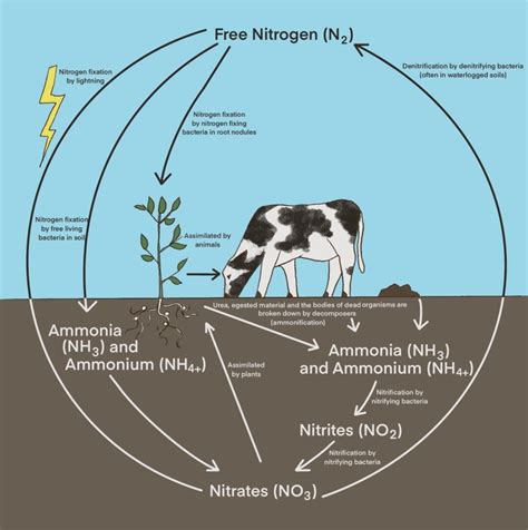 Nitrogen Cycle Diagram