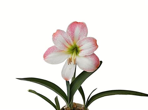 무료 이미지 꽃잎 플로라 플로리스트 리 아마릴리스 여름 꽃 꽃 피는 식물 꽃을 자르다 히피족 육상 식물 나방 난초 아마 릴리스 Belladonna