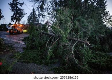 Fallen Tree Blocking Road Photos Images Pictures Shutterstock