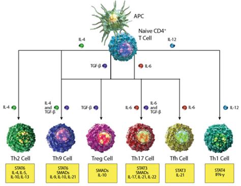 Historia Y Tipos De Linfocitos T Inmunidad Adaptativa