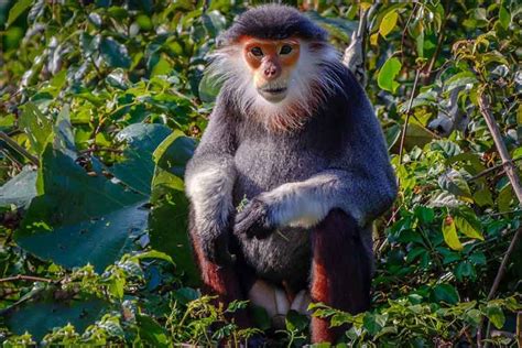 Son Tra Peninsula Super Hot Destination Da Nang Majestic Scenery