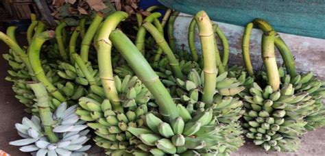 မအူပင်မြို့ ချောင်းကလေးကျေးရွာတွင် စိုက်ပျိုးသော ဖီးကြမ်းငှက်ပျောသီး ထ