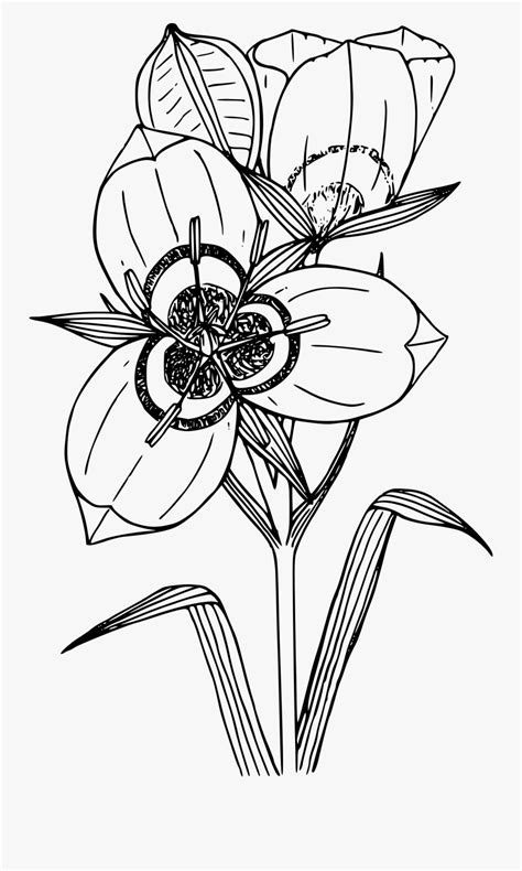 Big Podded Mariposa Lily Clip Arts Calochortus Nuttallii Coloring