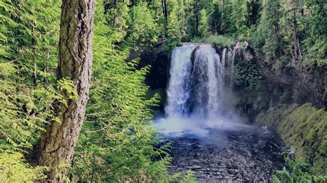 강 숲 초록 Free Video On Pixabay Pixabay