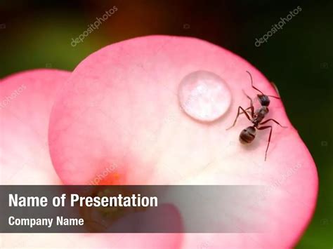 Spring Ant Powerpoint Template Spring Ant Powerpoint Background